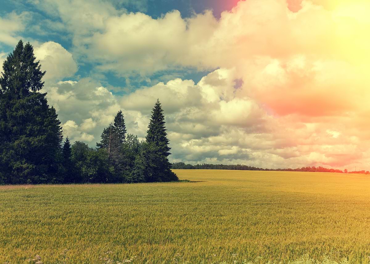 'Rural Landscape Field With' Poster, picture, metal print, paint by ...