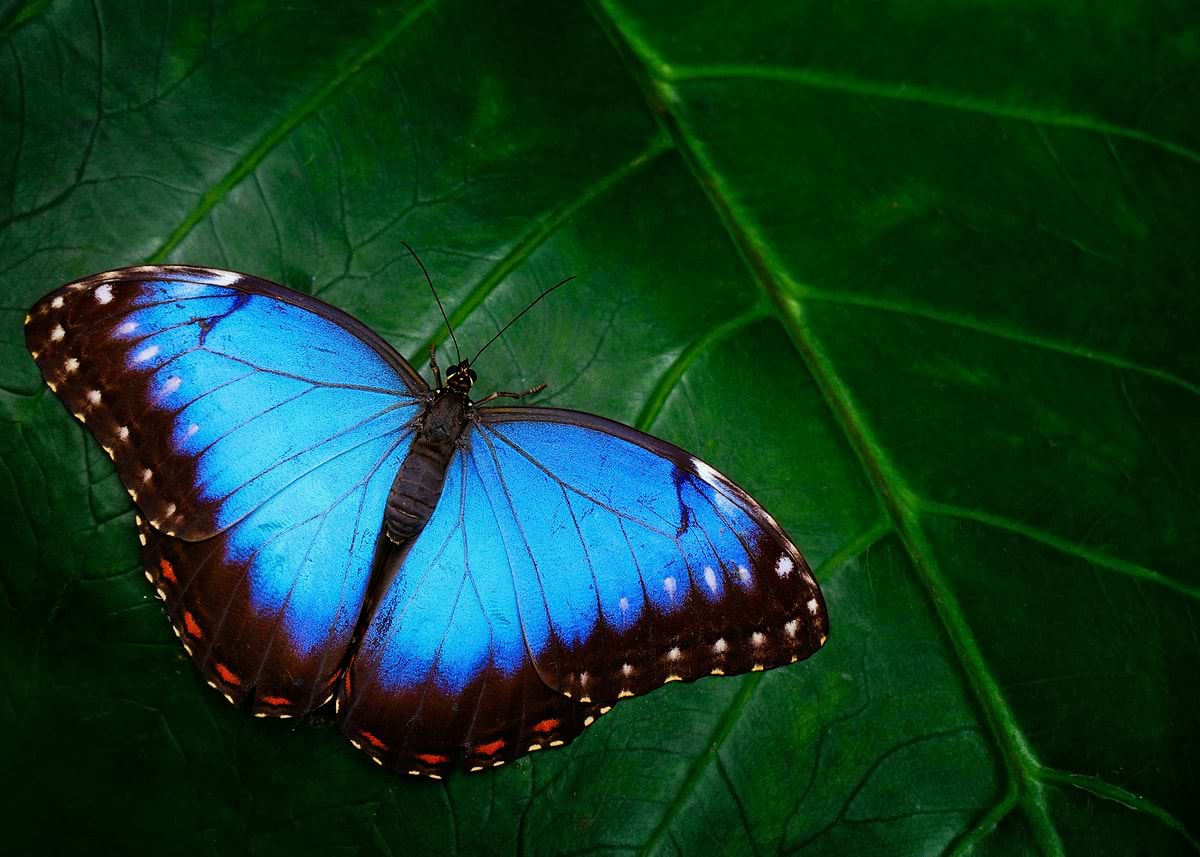 'Blue Morpho Morpho Peleide' Poster, picture, metal print, paint by ...
