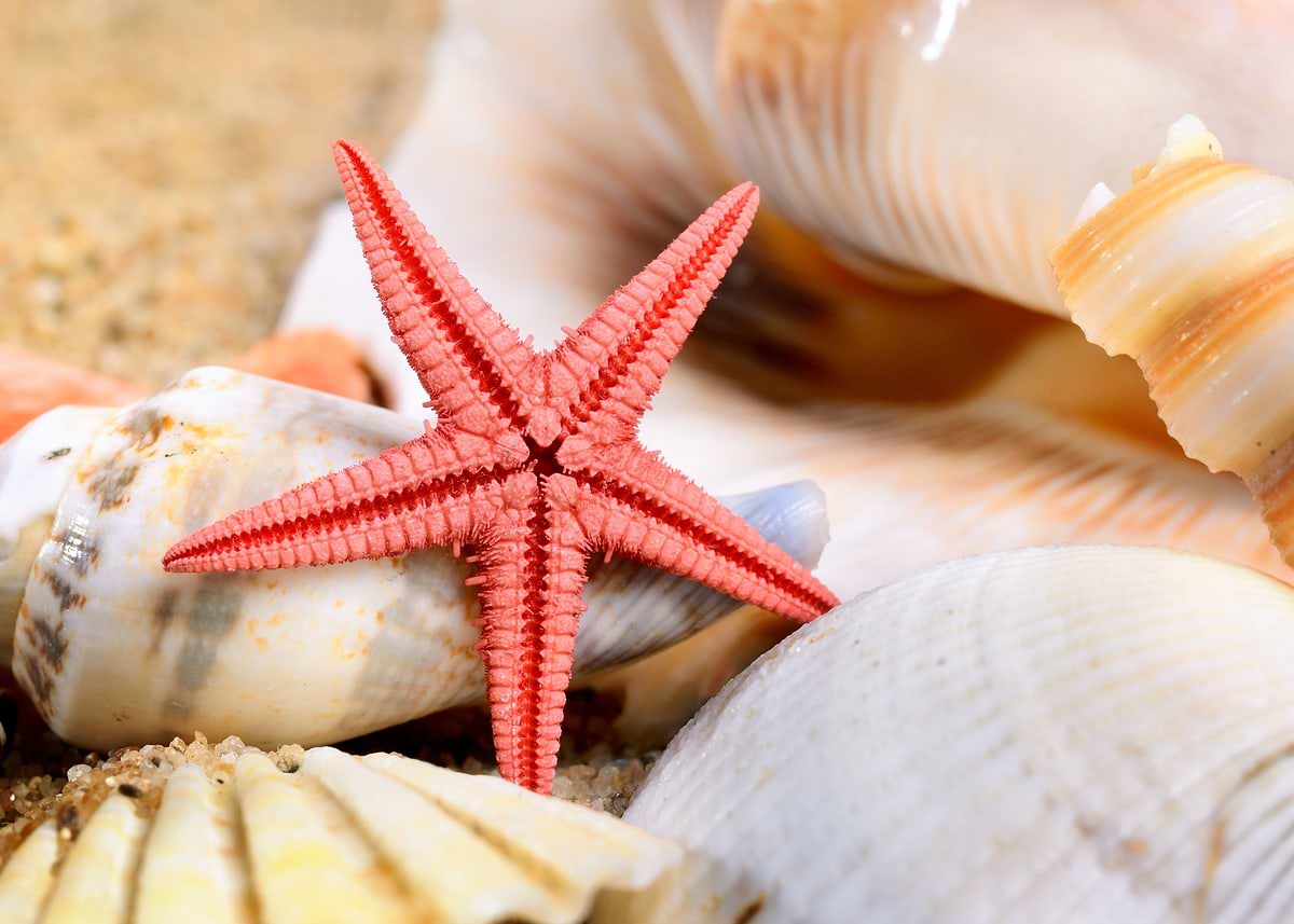 'Sea Star And Shells On The' Poster, picture, metal print, paint by ...