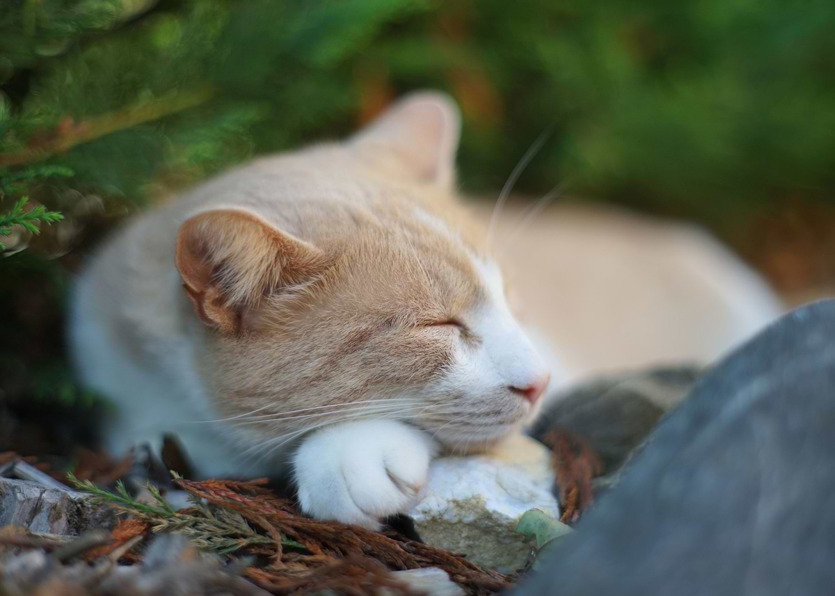 'Sleepy cat' Poster, picture, metal print, paint by Naso | Displate