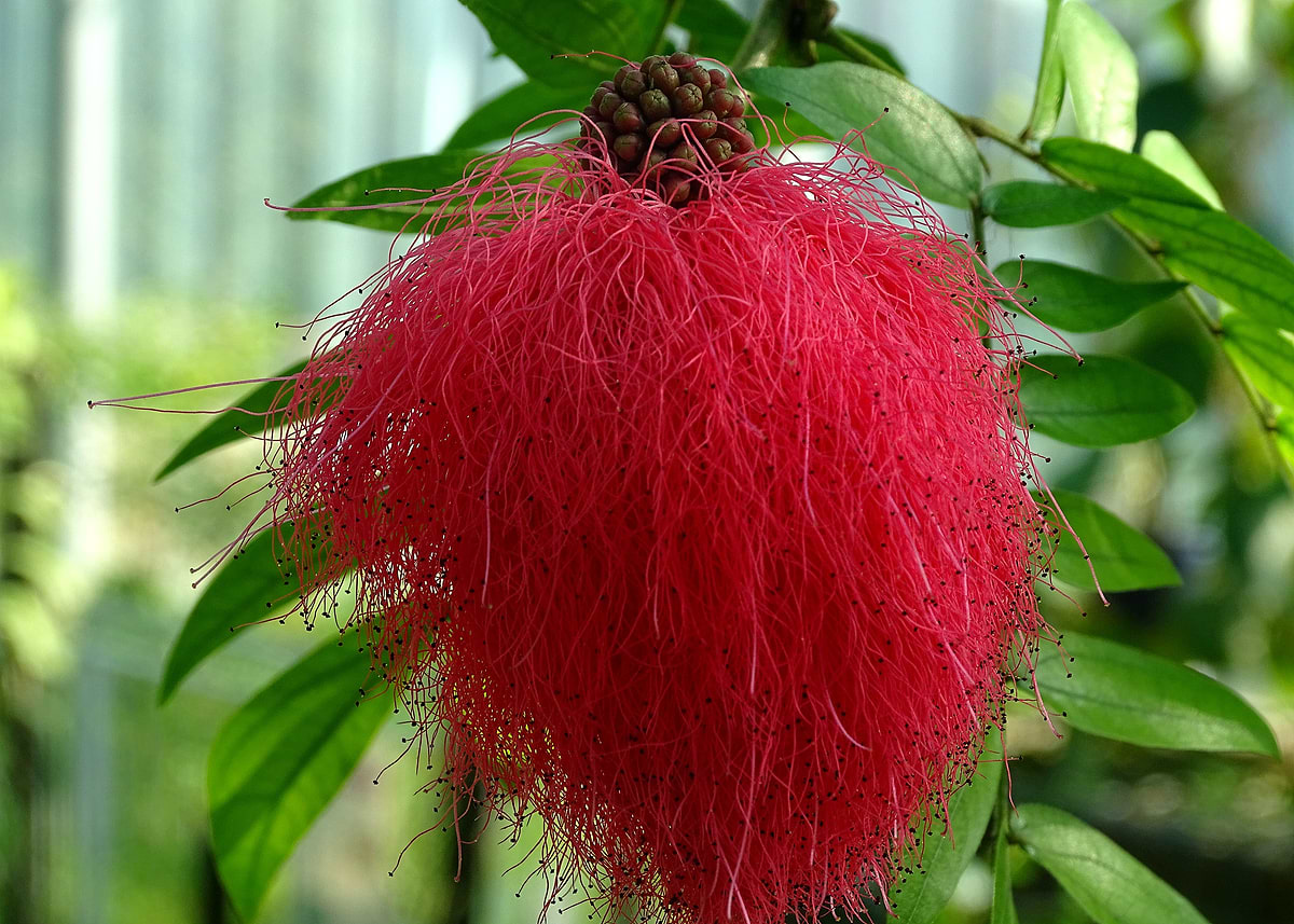 'Red Hairy Flower stage 2' Poster, picture, metal print, paint by Ian ...
