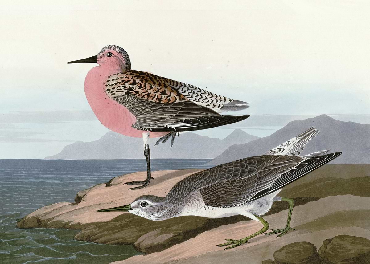 ' Red breasted Sandpiper' Poster, picture, metal print, paint by Old ...