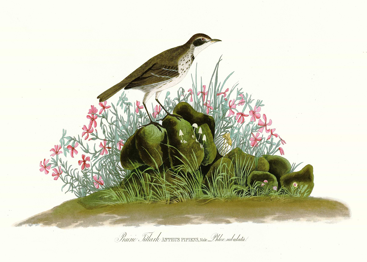' Prairie Titlark' Poster, picture, metal print, paint by Old master ...
