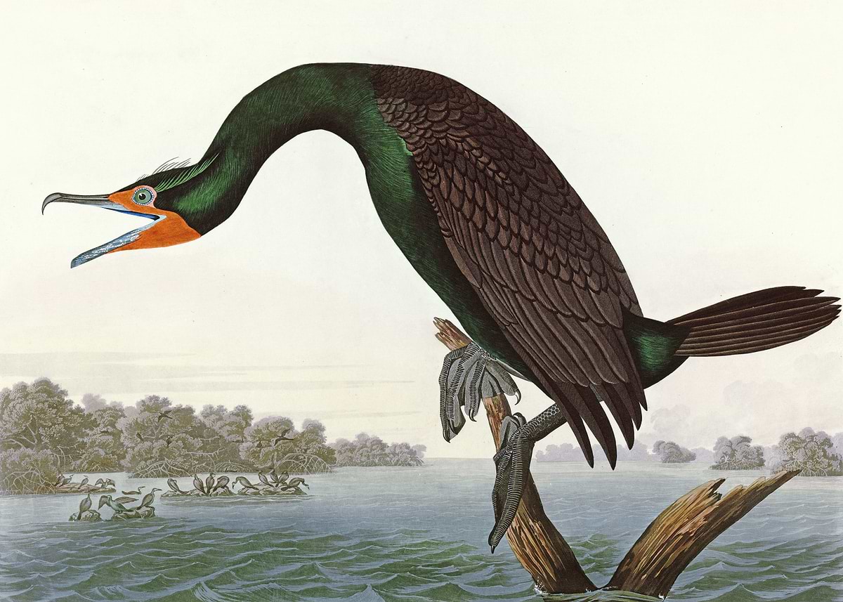 ' Florida Cormorant' Poster, picture, metal print, paint by Old master ...