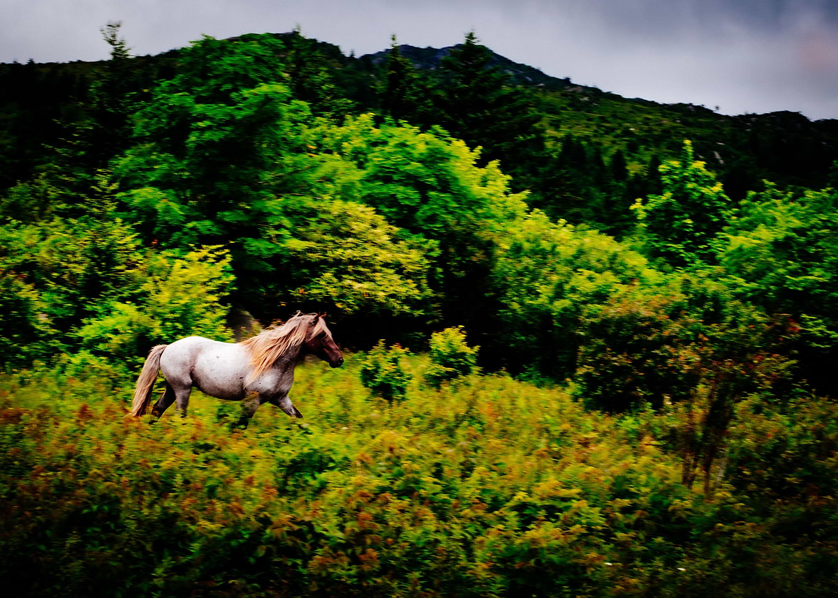 'Running Wild Pony' Poster, picture, metal print, paint by Ofwolf ...