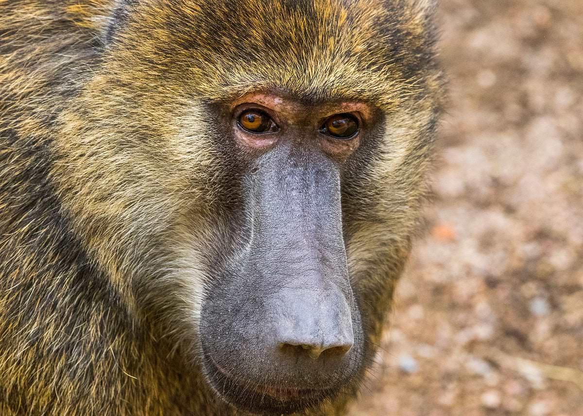 'Baboon' Poster, picture, metal print, paint by ardnepu | Displate