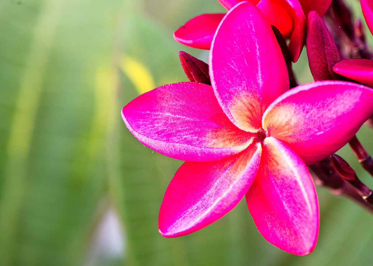 'Frangipani Flower' Poster, picture, metal print, paint by Kevin ...