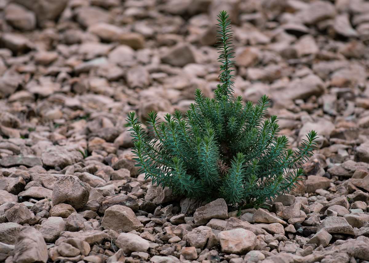'Lone reen weed' Poster, picture, metal print, paint by David Campling ...