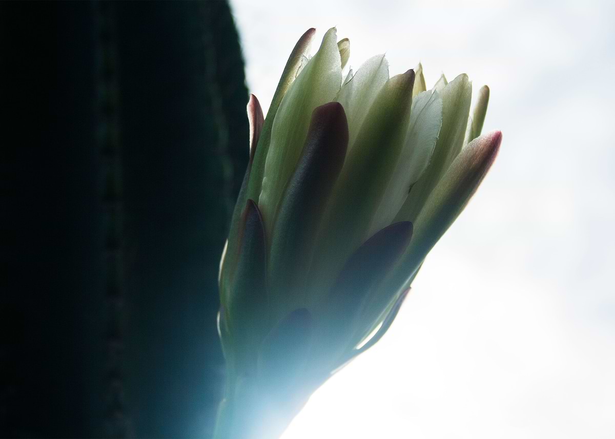 'Cactus Flower' Poster, picture, metal print, paint by Charl Muller ...
