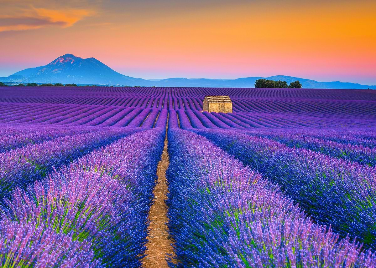 'Blooming Lavender Field' Poster, picture, metal print, paint by PIPA ...