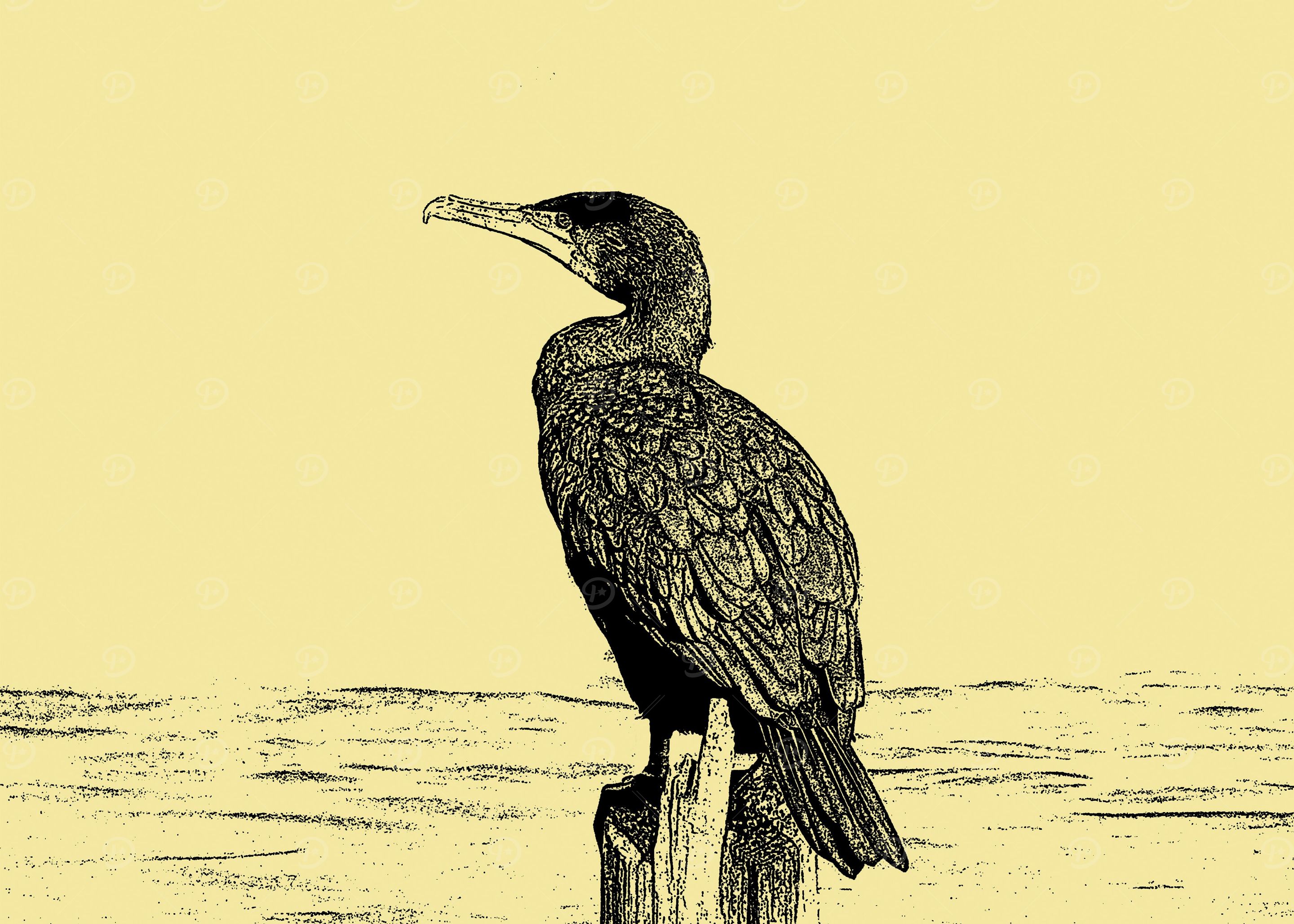 'Cormorant' Poster, picture, metal print, paint by Gyula Gvardián ...
