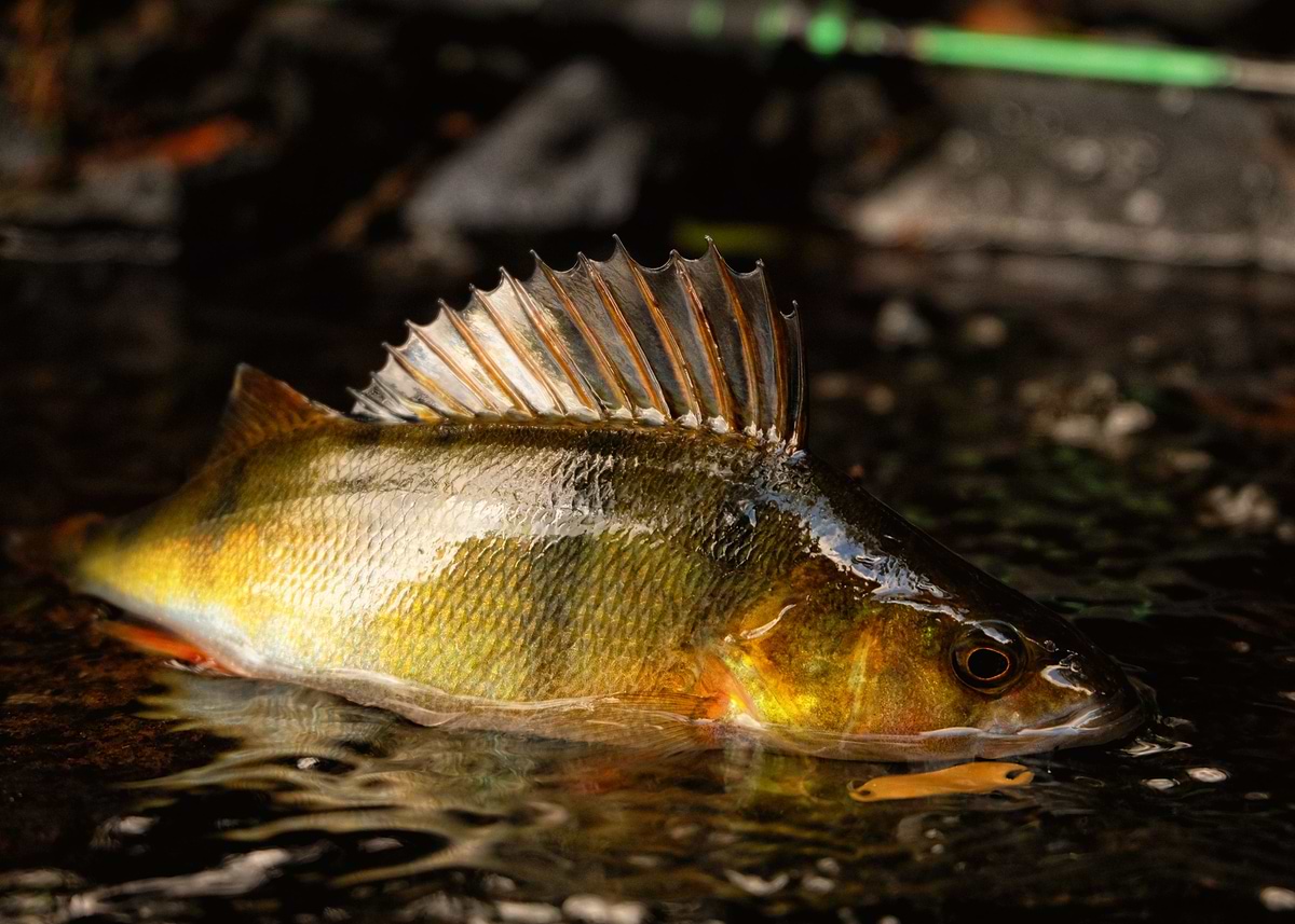 'European Perch' Poster, picture, metal print, paint by Kanstantsin ...