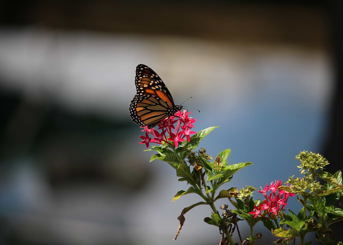 'Butterfly on Flower ' Poster, picture, metal print, paint by Jennifer ...