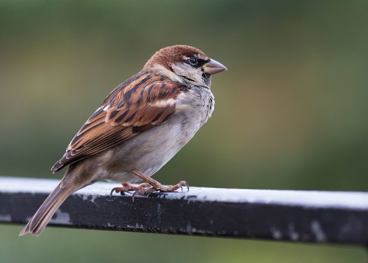 'Small and cute sparrow' Poster, picture, metal print, paint by ...