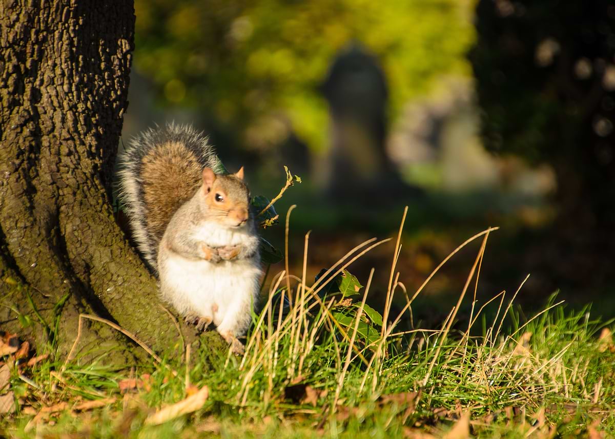 'Cute Squirrel ' Poster, picture, metal print, paint by Tadas Lisauskas ...