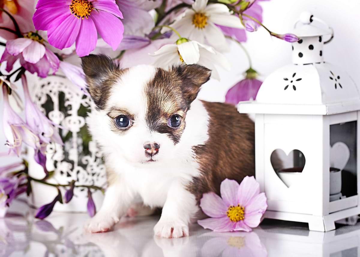 'Chihuahua' Poster, picture, metal print, paint by Wright | Displate