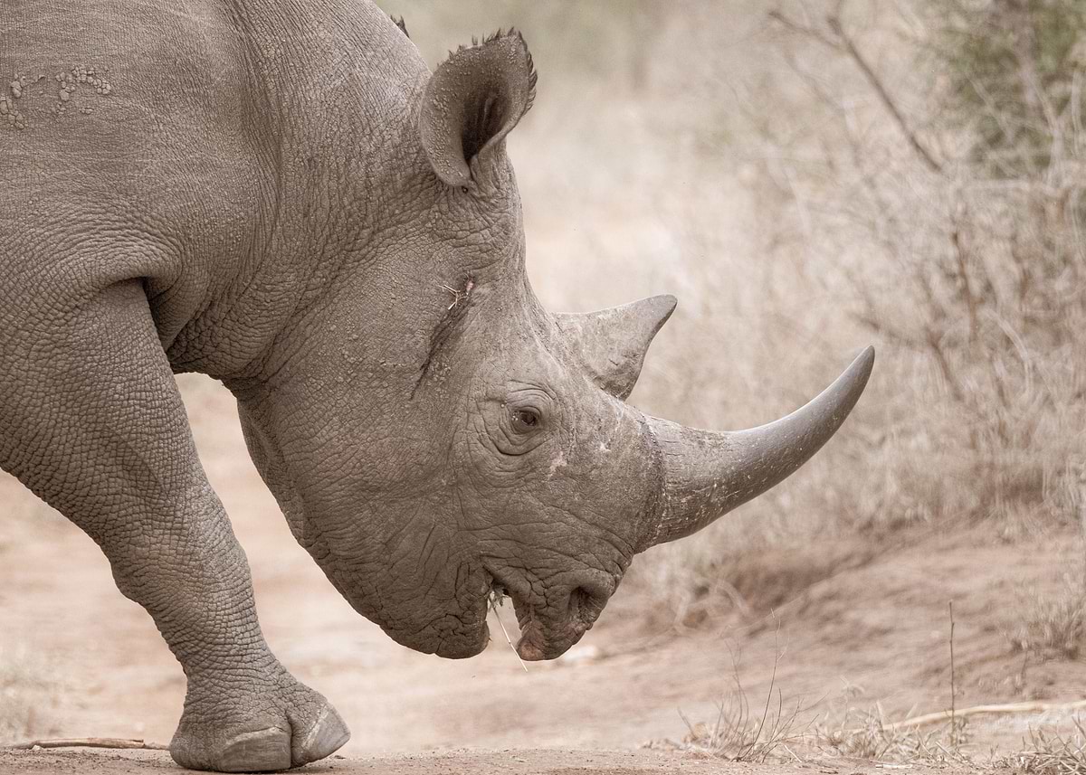 'Black Rhino ' Poster, picture, metal print, paint by Kyle Lewin | Displate