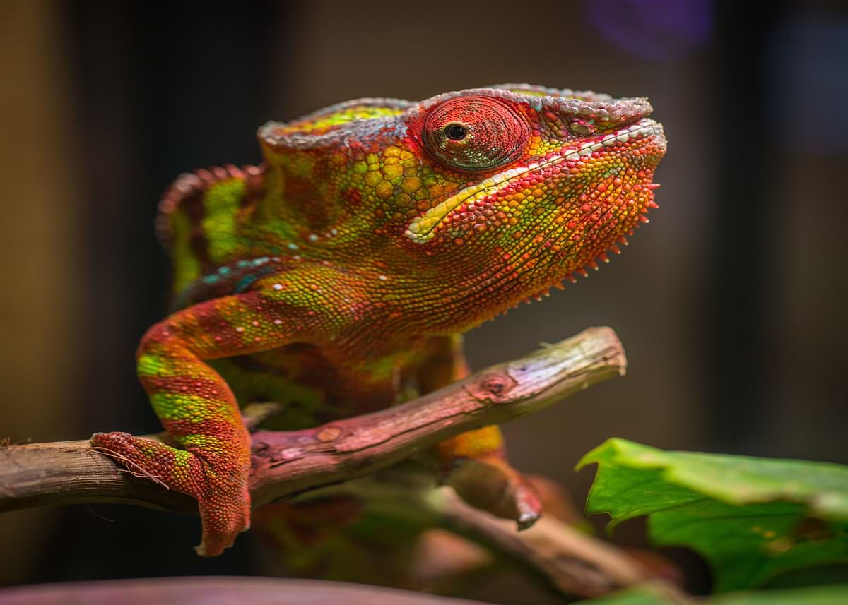 'red reptile' Poster, picture, metal print, paint by DheYa Art | Displate