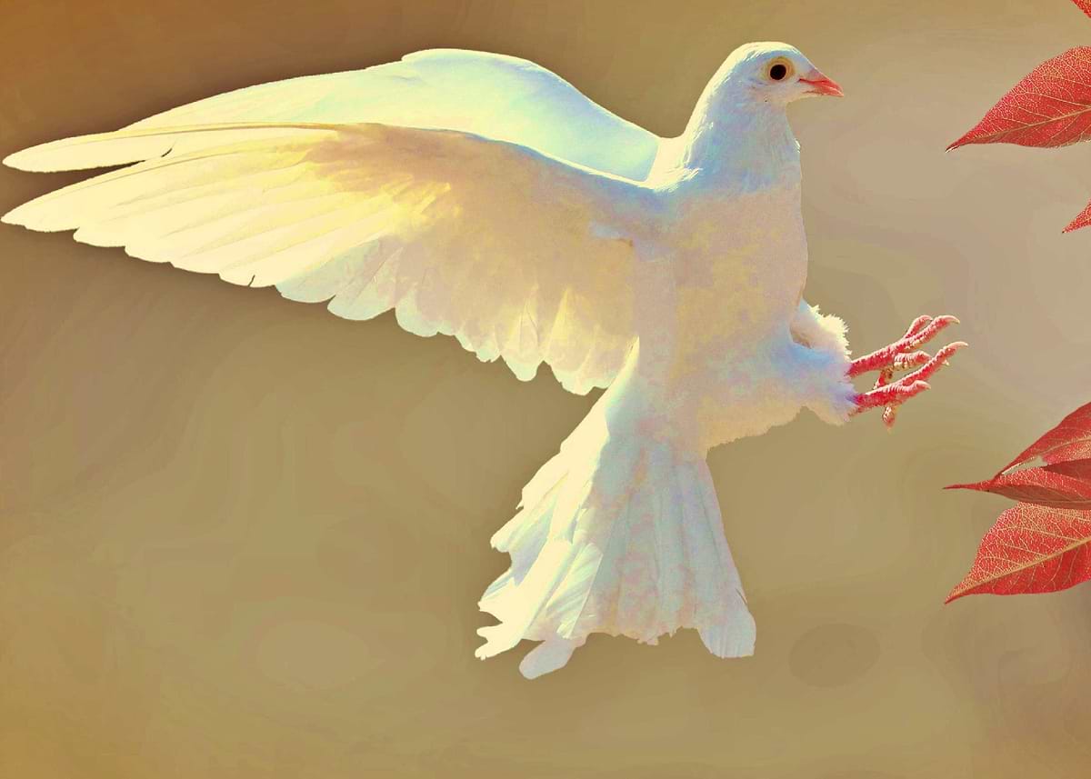 'Dove In Flight' Poster, picture, metal print, paint by Jane Lovering ...