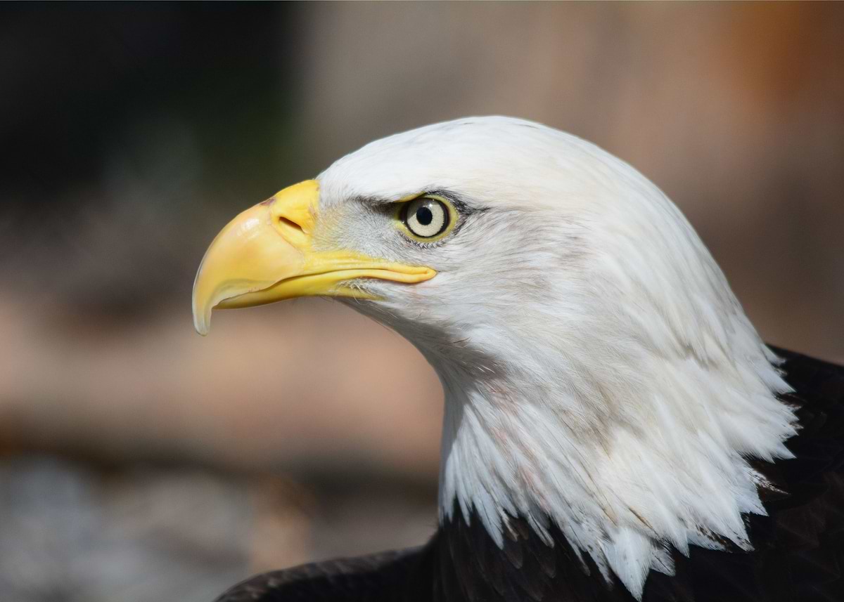 'Eagle' Poster, picture, metal print, paint by Mohamed Zaher Shallar ...