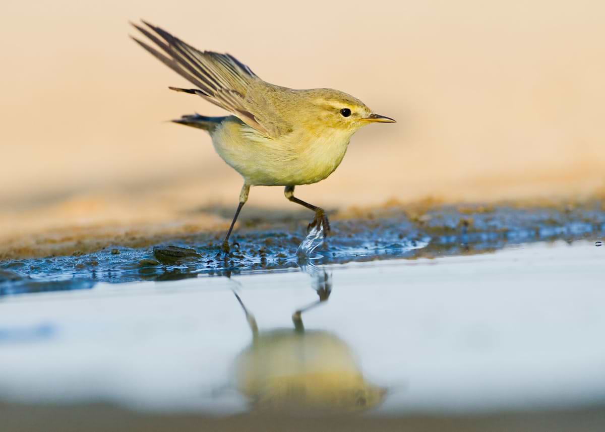 'Common Chiffchaff birding' Poster, picture, metal print, paint by ...