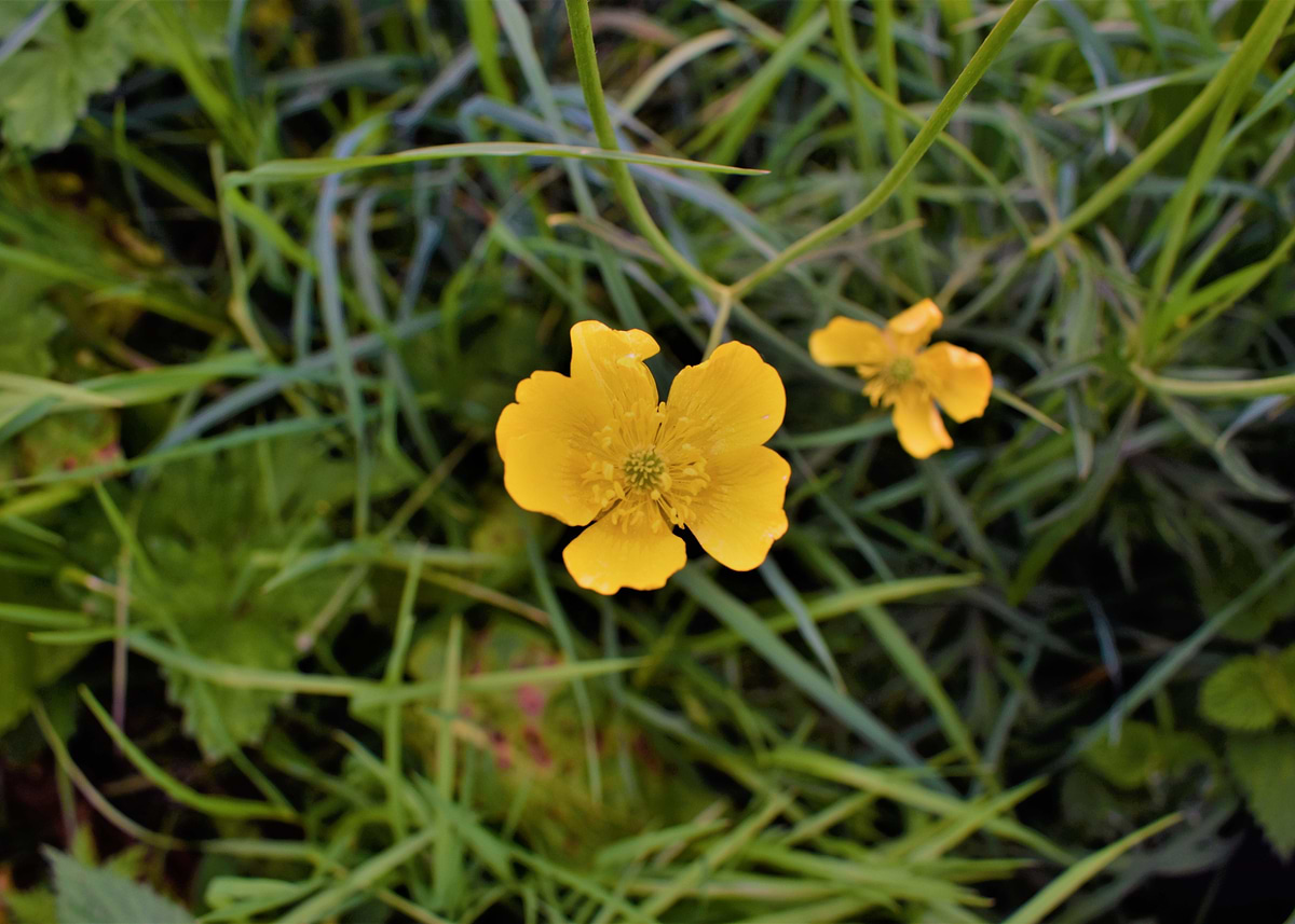'buttercup ' Poster, picture, metal print, paint by Chris siwy | Displate