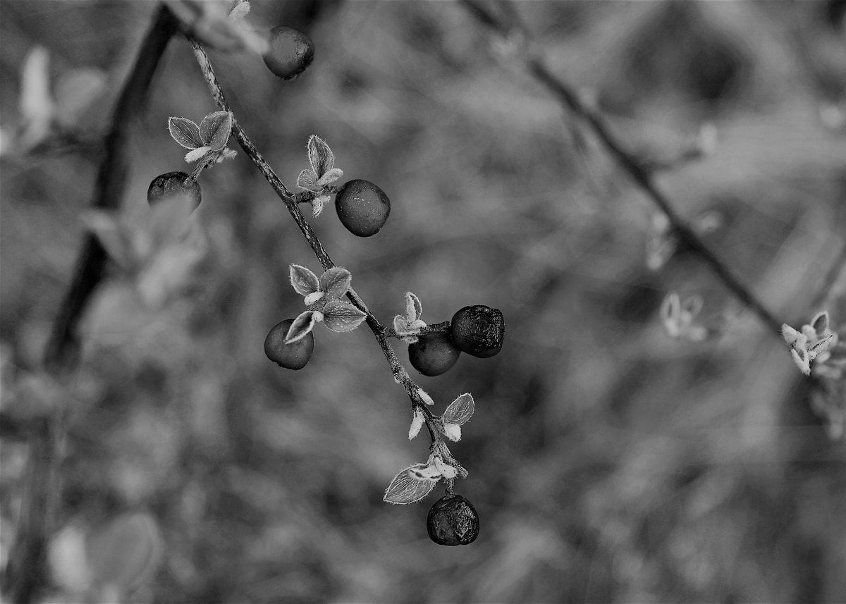 'frozen berries ' Poster, picture, metal print, paint by Lija Art ...
