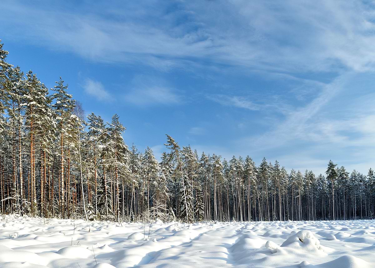 'Cold Winter Snow Landscape' Poster, picture, metal print, paint by ...