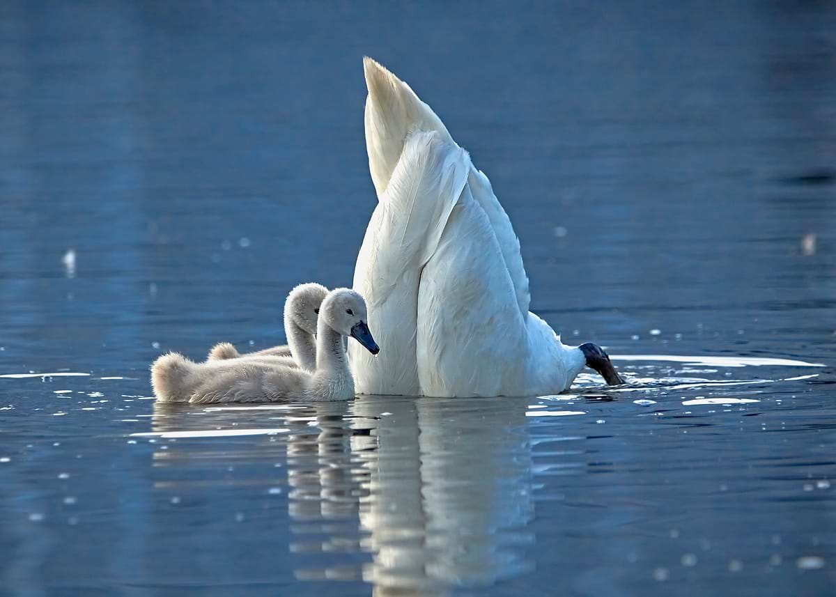 'Diving swan with chicks' Poster, picture, metal print, paint by ...