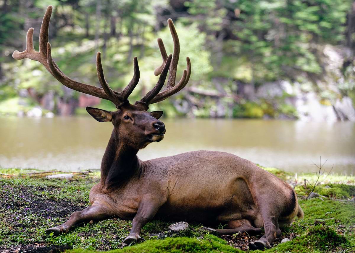 'Deer Chilling In The Woods' Poster, picture, metal print, paint by ...