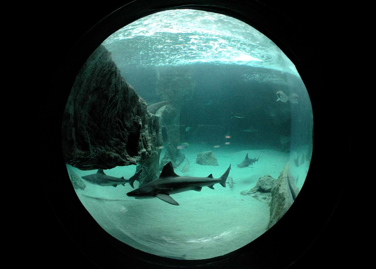 'Sharky fisheye' Poster, picture, metal print, paint by Dominik Czajka ...