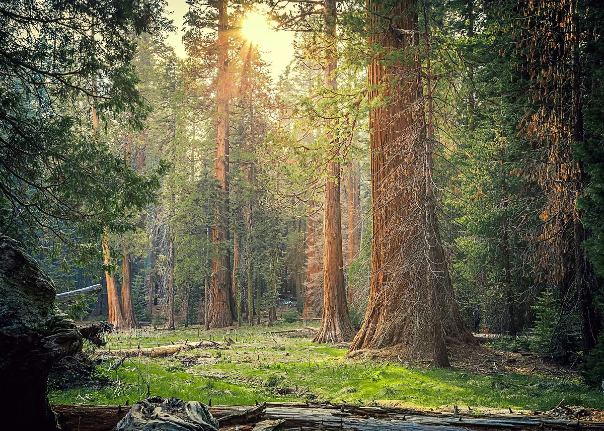 'Nature' Poster, picture, metal print, paint by sykeswood ward83310 ...