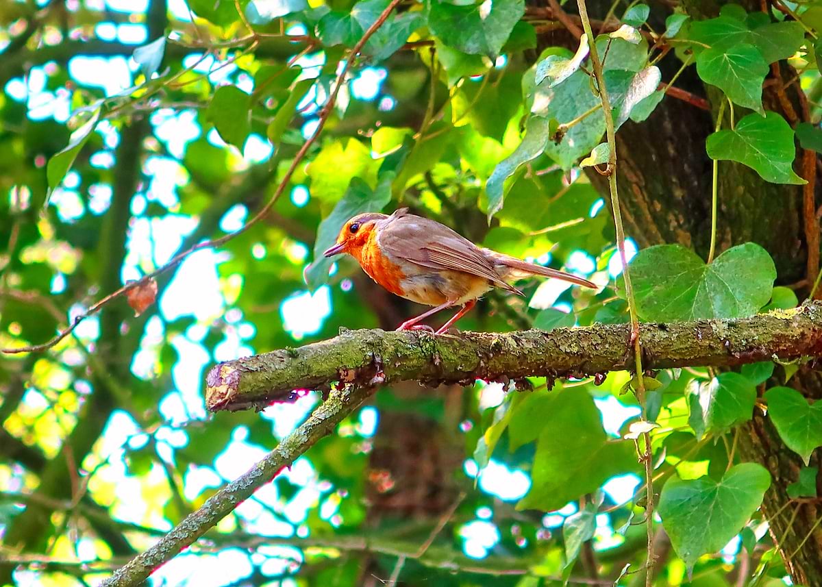 'Robin Red Breast ' Poster, picture, metal print, paint by Vincent J ...