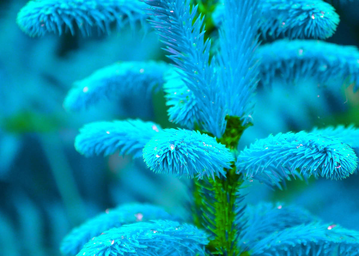 'Blue Tree' Poster, picture, metal print, paint by Joseph Power | Displate