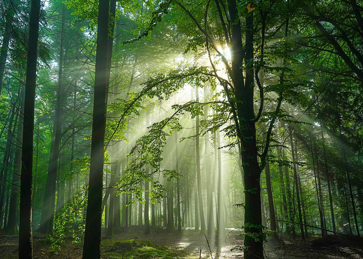 'Nature' Poster, picture, metal print, paint by popedavid361 6555 ...