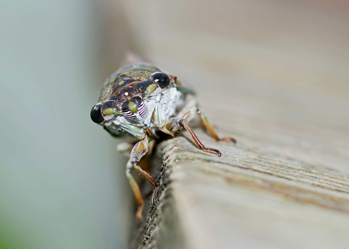 'Cicada bug' Poster, picture, metal print, paint by Katie Flenker ...