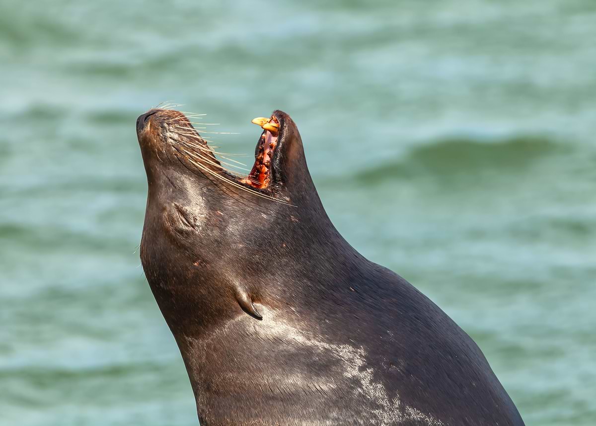'Yawning' Poster, picture, metal print, paint by Jonathan Nguyen | Displate