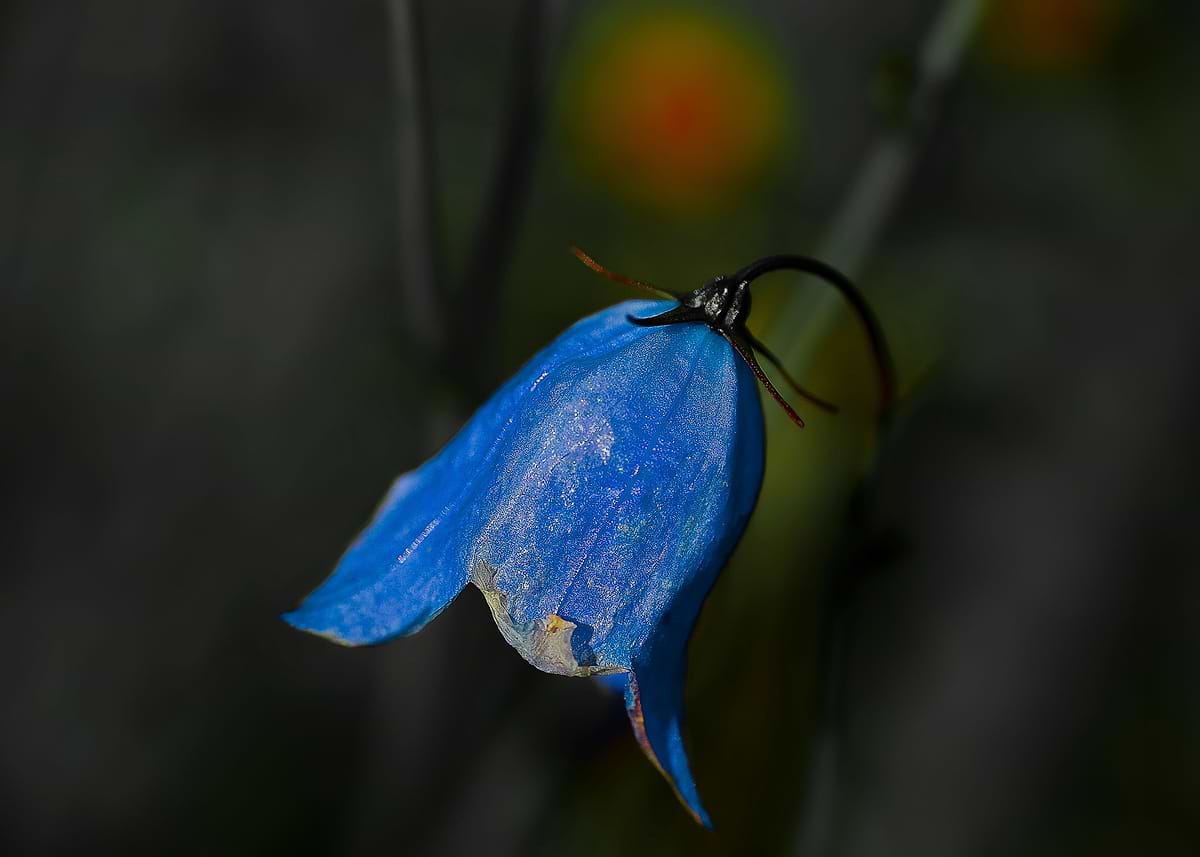 'Blue bell abridge' Poster, picture, metal print, paint by malmklang ...