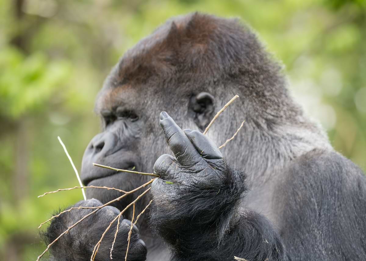 'MIDDLE FINGER FROM GORILLA' Poster, picture, metal print, paint by ...
