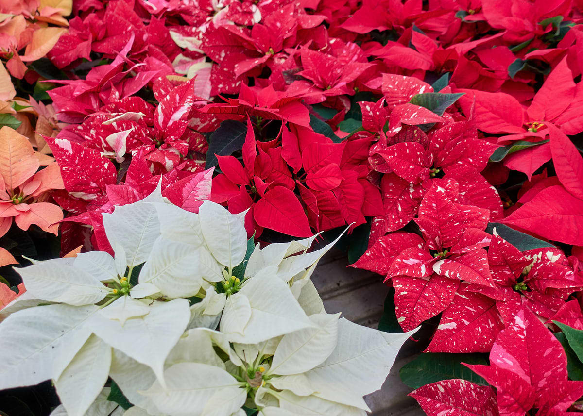 'poinsettia at Christmas' Poster, picture, metal print, paint by ...