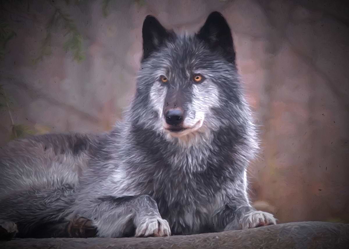 'Lying wolf' Poster, picture, metal print, paint by Gyula Gvardián ...