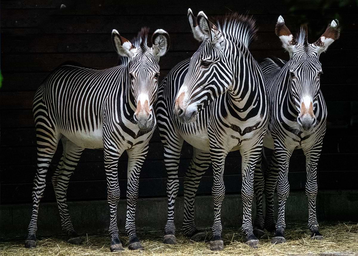 'Three Zebras Animals' Poster, picture, metal print, paint by Max Ronn ...