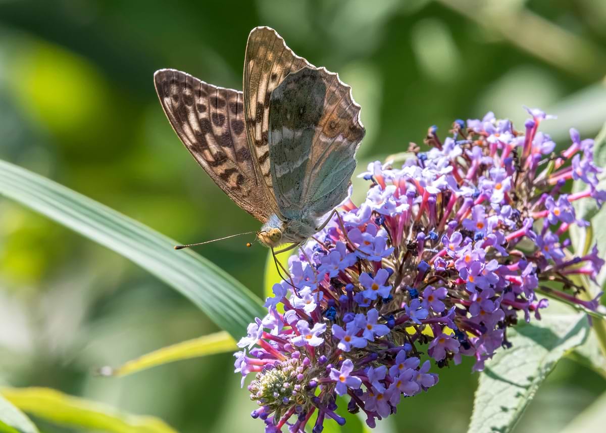 'butterfly on buddleia' Poster, picture, metal print, paint by Ornella ...