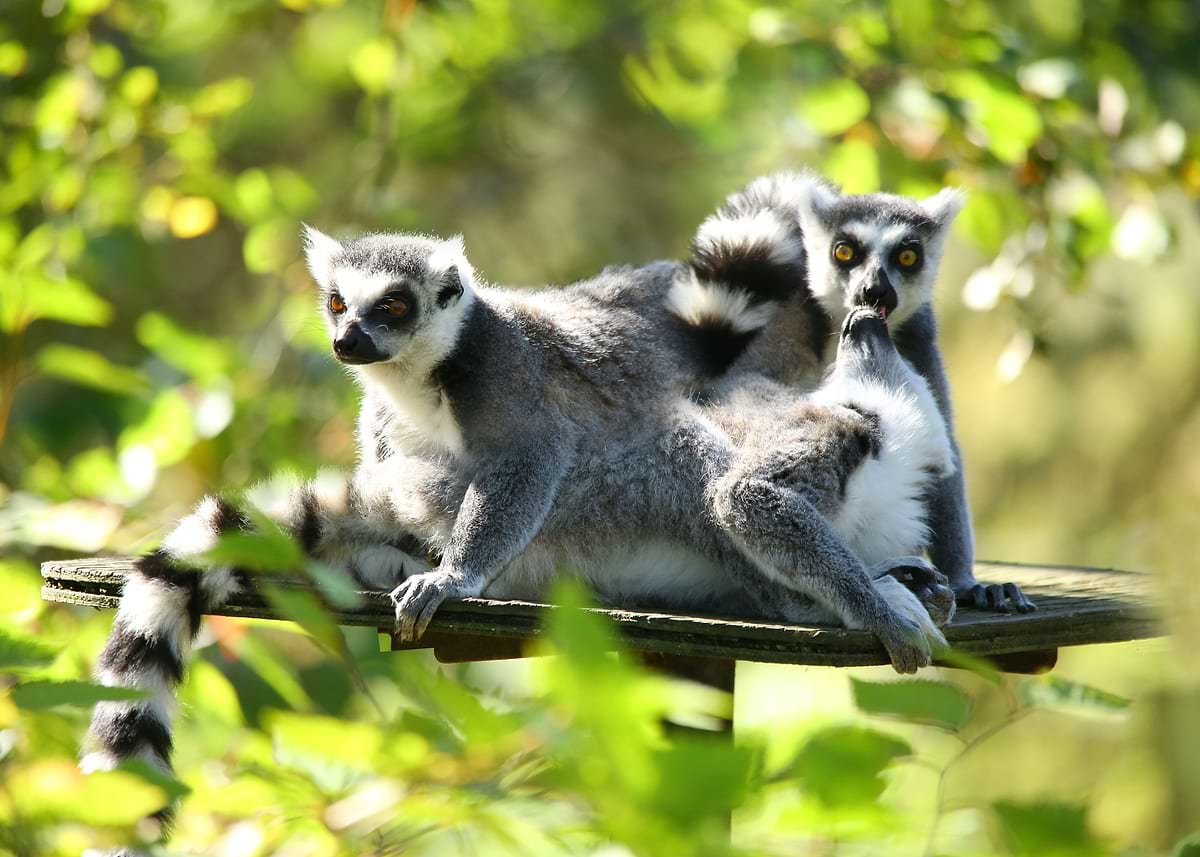 'Three Lemurs of Madagascar' Poster, picture, metal print, paint by Hui ...
