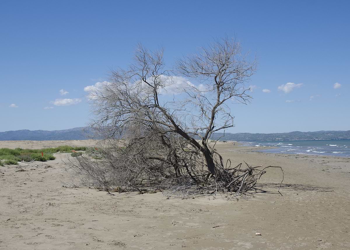 'Beach Tree' Poster, picture, metal print, paint by F1Photography ...
