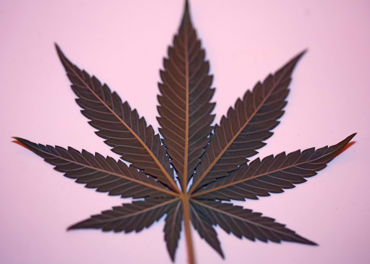 'Marihuana leaf macro shoot' Poster, picture, metal print, paint by ...