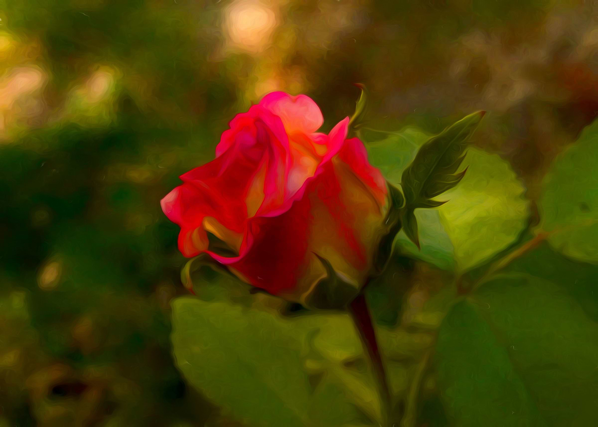 'Rose' Poster, picture, metal print, paint by Gyula Gvardián | Displate