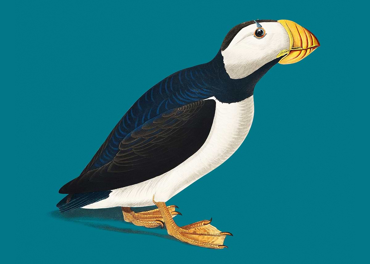 'Large billed Puffin' Poster, picture, metal print, paint by Queensy ...