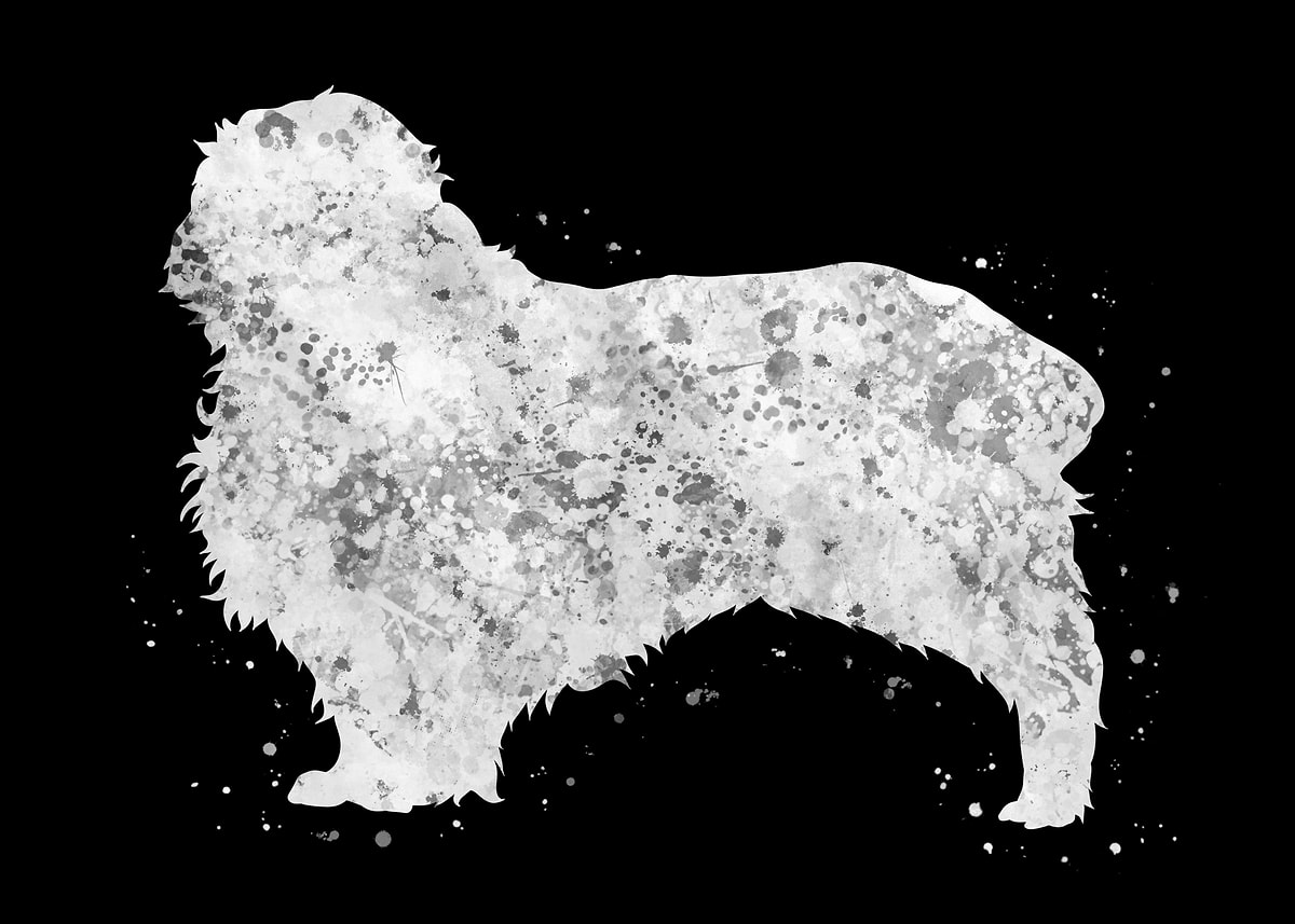'Clumber Spaniel dog' Poster, picture, metal print, paint by Mikazuki ...