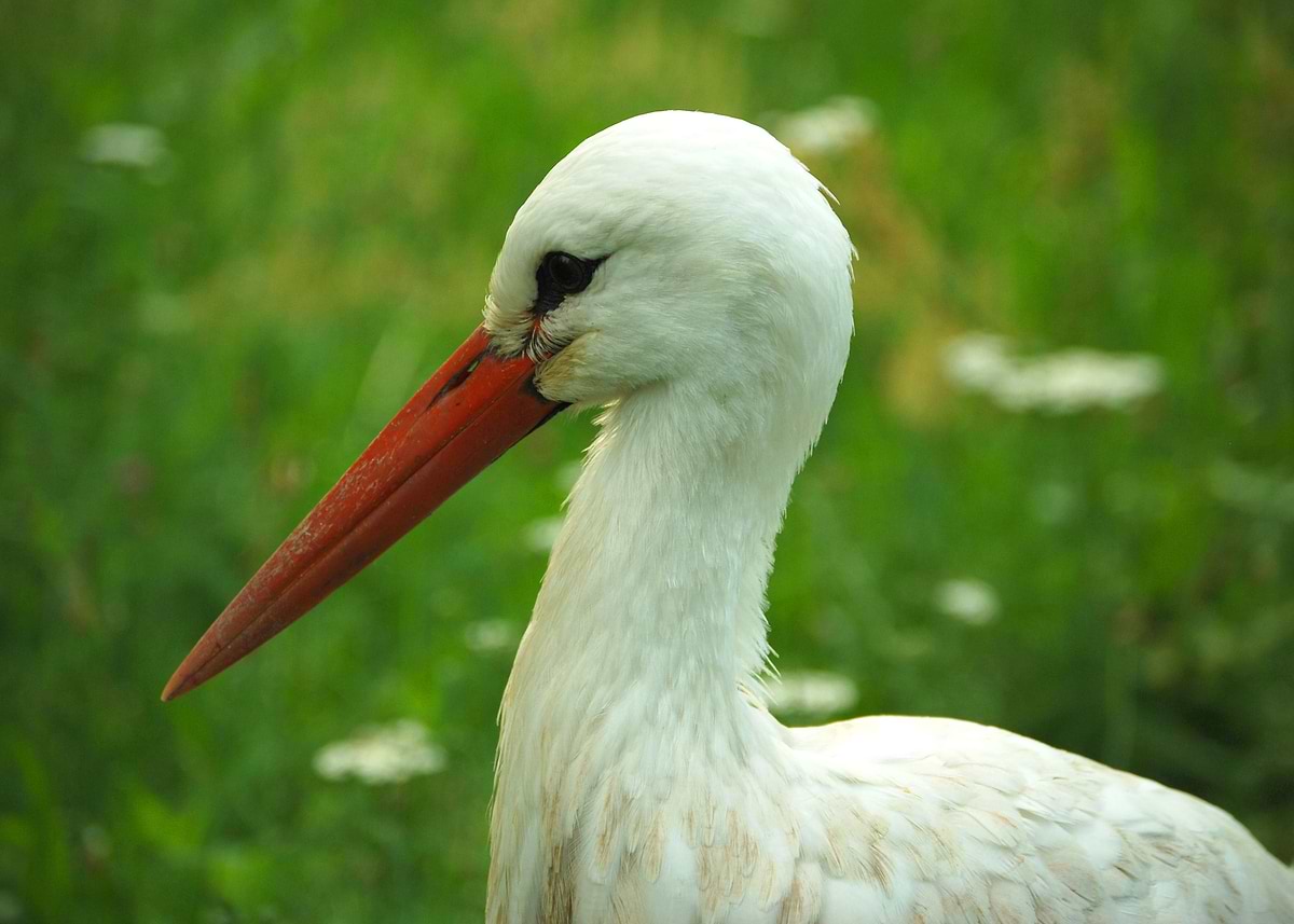 'Portrait of pretty stork' Poster, picture, metal print, paint by Darek ...